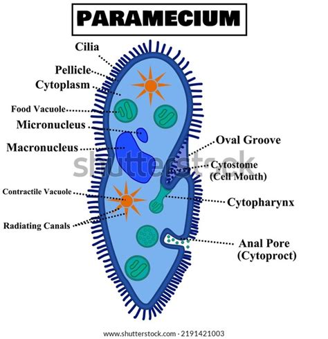 Structure Paramecium Caudatum Paramecia Organellesingohraphic Science Stock Vector Royalty Free