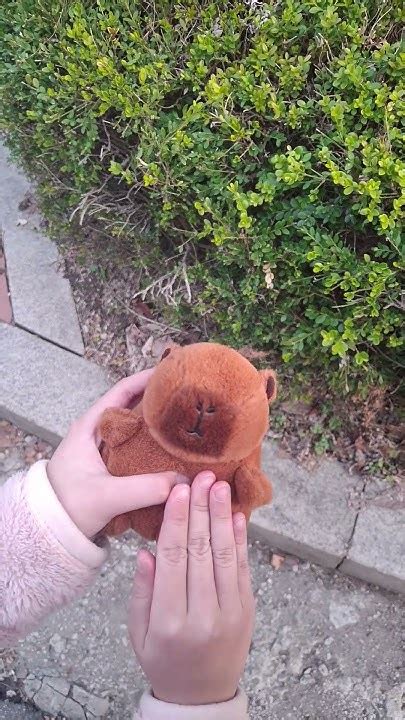 아기 카피바라의 산책 Youtube