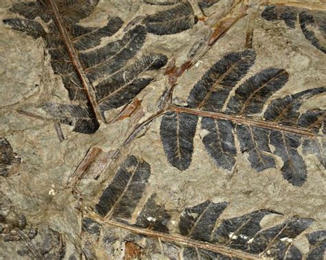 Plant Life Fossil Plants