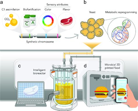 Bioengineered Yeast As A Complete Food Production System Multiple Download Scientific