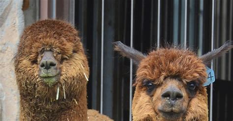 어린이대공원에 알파카가 있어요