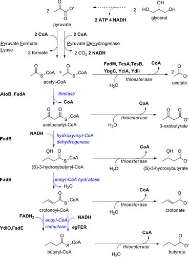 Beta Oxidation Cycle Beta Oxidation Cycle