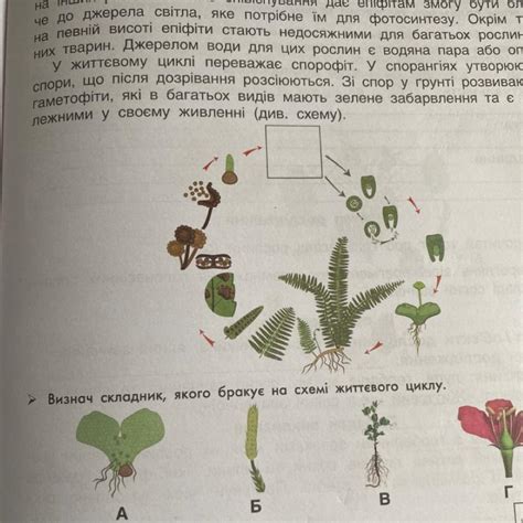 Визнач складник якого бракує на схемі життєвого циклу Школьные Знания Com