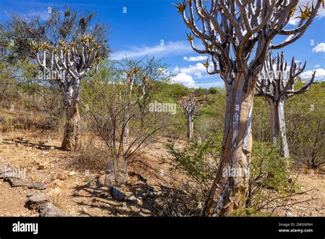 Nature Of Namibia Different Types Of Trees And Shrubs Found In Namibia