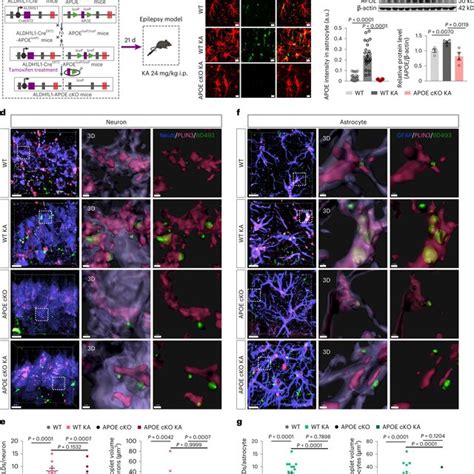 Lipid Accumulated Reactive Astrocytes Are Associated With Seizure