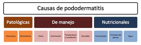Pododermatitis Plantar En Aves Avicultura Producción Animal