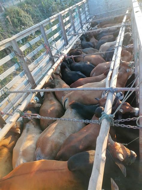 ຮັບຊື້ ຂາຍ ງົວ ແລະ ຄວາຍ ທຸກປະເພດ ຢູ່ແຂວງອຸດົມໄຊ Facebook