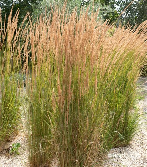 Calamagrostis Acutiflora Karl Foerster Calamagrostide Graminée