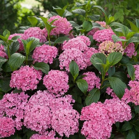 Paraplu® Hydrangea Plant Growjoy
