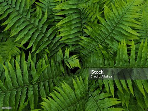 녹색 잎으로 만든 창조적 인 레이아웃 고 사리 평 신도 자연 배경 0명에 대한 스톡 사진 및 기타 이미지 0명 개념 계절