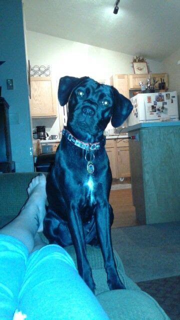 Cutest Puppy Ever Frankie Pugpointer Mix Cutest Puppy Ever Frankie Pugpointer Mix
