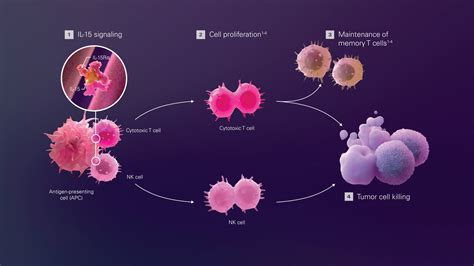 Reinforcing The Bodys Defenses Against Cancer