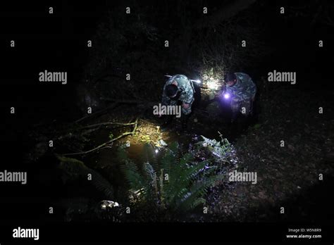 An Amphibian Of Leptobrachium Ailaonicum Variously Known As The Ailao