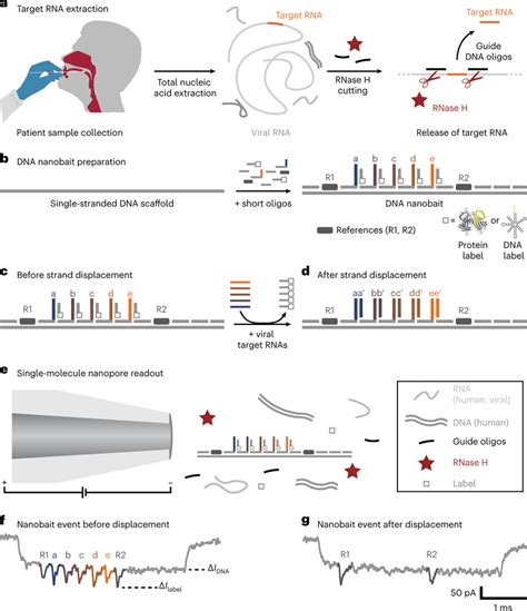 Self Assembled Dna Nanobait Strategy For Multiplexed Viral Download Scientific Diagram