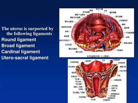 Ppt Anatomy Of Female Reproductive System Powerpoint Presentation