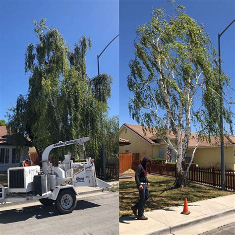 Home Thetreebrotherstreeservice Com