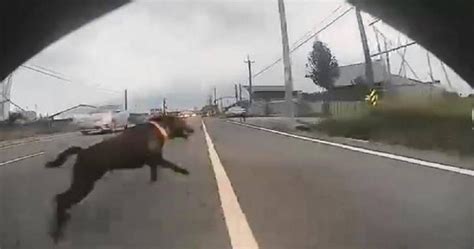 飼主gg！屏東黑狗路邊亂竄擊落機車「肇逃」 騎士慘摔機車零件四散