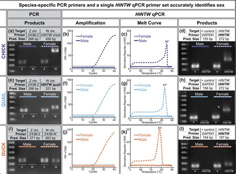 A Novel Qpcr‐based Technique For Identifying Avian Sex An Illustration Within Embryonic