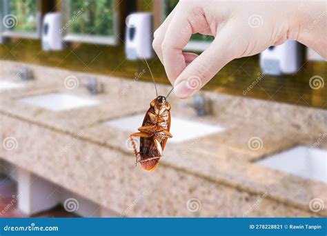 Hand Holding Brown Cockroach On Public Toilet And Sink Background