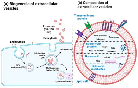 Biogenesis And Molecular Composition Of Exosomes A Multivesicular
