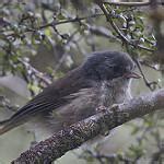 Pipipi Mohoua Novaeseelandiae Photo Call And Song