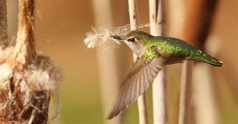 The Hummingbird Nest Natures Tiny Wonder Nest Box Live