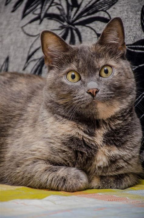 The Cat Lies With Its Paws Tucked Under It Stock Image Image Of Home