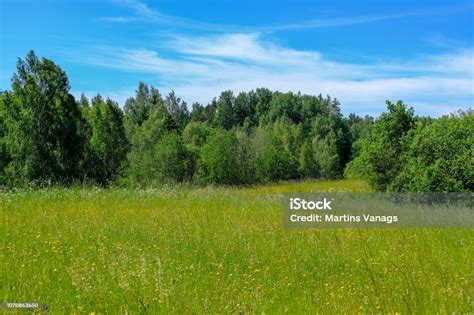따뜻한 여름날의 숲 근처 여름 꽃과 함께 아름 다운 녹색 초원 0명에 대한 스톡 사진 및 기타 이미지 0명 나무 들 Istock