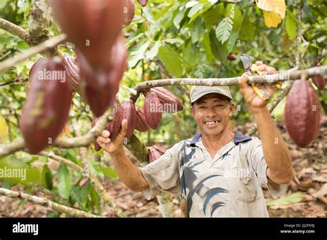 Male Cocoa Farmer Harvesting And Pruning His Cocoa Trees And Pods In Mamuju Regency Sulawesi