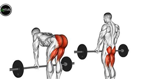معرفی و آموزش تخصصی حرکت ددلیفت رومانیایی تصاویر آنتوس