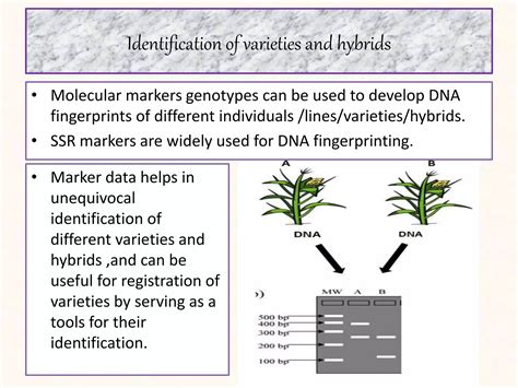 Molecular Markers Application In Plant Breeding Pptx