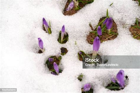 태양 아래 초원에 꽃을 피우는 클로즈업 피는 보라색 크로커스 꽃은 봄철에 눈 물마루를 밟습니다 아름다운 봄 배경 0명에 대한 스톡 사진 및 기타 이미지 Istock