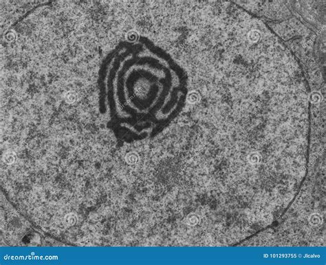 Nucleolus False Colour Tem Micrograph Stock Image 230452687