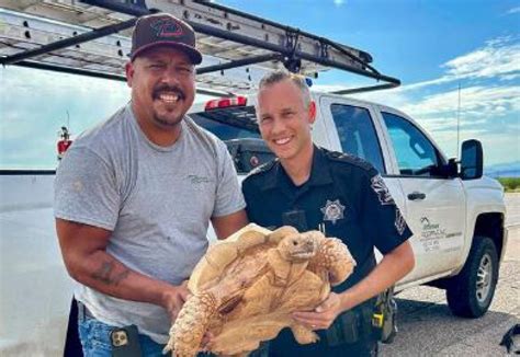 အမေရိကန်နိုင်ငံ၊ အရီဇိုးနားမှာ မွေးမြူရေးခြံထဲက လွတ်ထွက်သွားတဲ့ ရှားပ