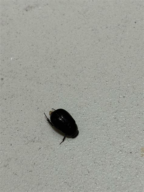 請益 出現在浴室地板的小蟲 昆蟲板 Dcard
