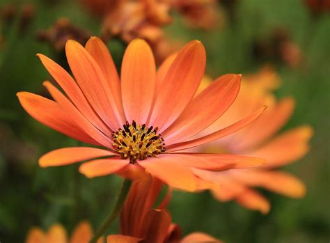 데이지 꽃 식물 Pixabay의 무료 사진