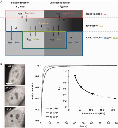 Refined Diffusion Coupled Compartmental Model For Three Mcs And Download Scientific Diagram