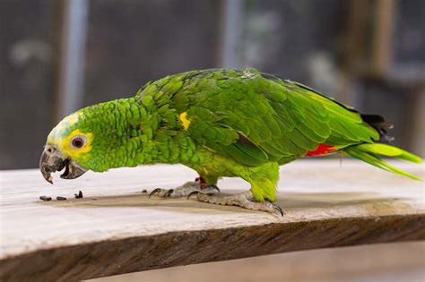 О, семечка! | Пикабу