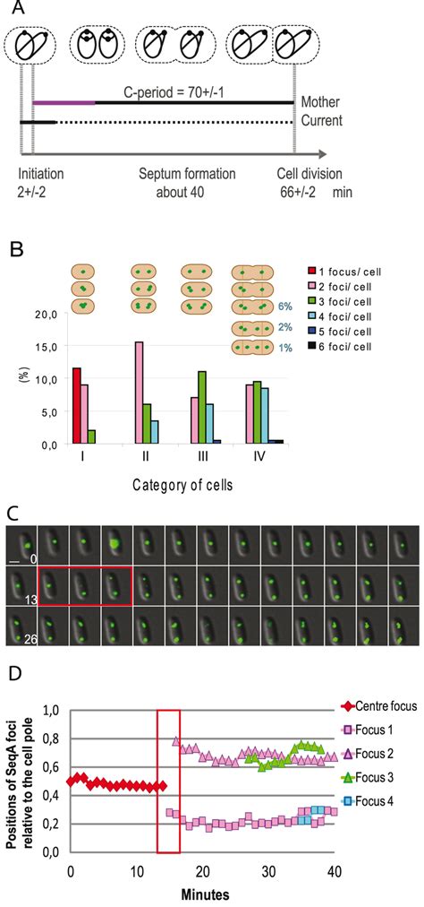 Live Cell Fluorescence Imaging Of Seqa Yfp During Rapid Growth Cells