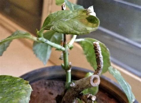 How To Get Rid Of Root Rot With Household Items