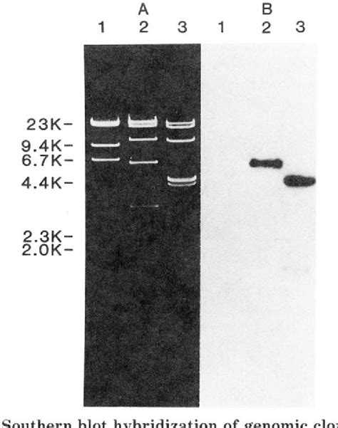 Figure 1 From Evolution Of The Fibronectin Gene Exon Structure Of Cell Attachment Domain