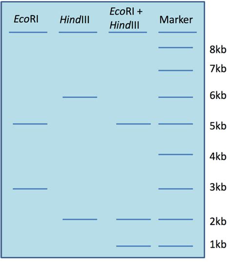 Solved How Do I Make A Restriction Map From An Image Like Solved How Do I Make A Restriction Map From An Image Like