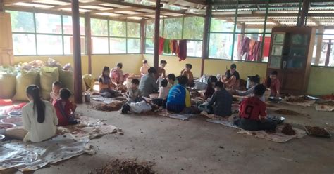 မန်းကျည်းသီး ခူးဆွတ်ပြီးချိန်၌ အသားထု အငှားလိုက်သူများ ပုံမှန်ဝင်ငွေရရှိကာ အဆင်ပြေ