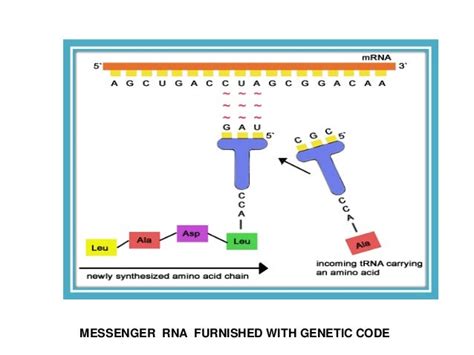 Messenger Rna Diagram