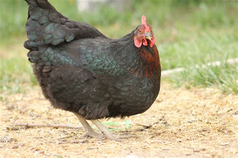 Black Sex Link Chicken Backyard Chickens Learn How To Free Nude Porn