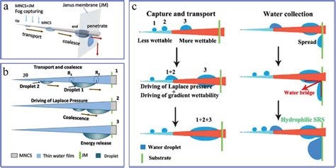 A Image Schematic Of The Entire Fog Collection Process Of Mncs Jm Download Scientific