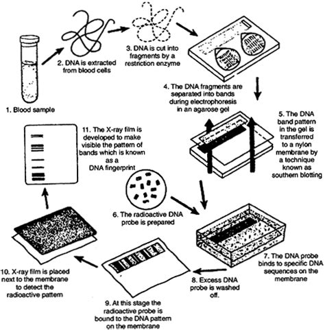 Dna Fingerprinting Definition Steps Involved And Applications Dna
