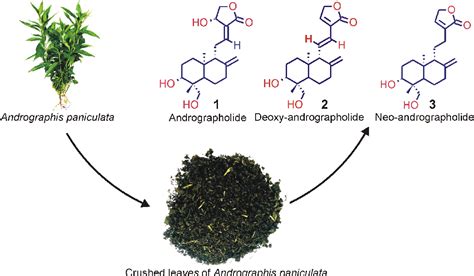 Figure 1 From A Review On The Medicinal Activities Of Andrographis Paniculata Semantic Scholar