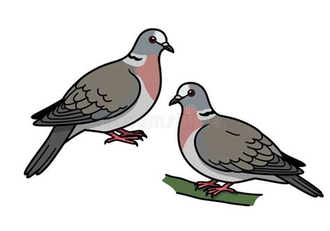 Cartoon Doves Turtle Two Stock Illustrations 19 Cartoon Doves Turtle Two Stock Illustrations