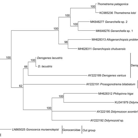 Phylogenetic Tree Of 28s Rdna Sequences Using Bayesian Mcmc Method